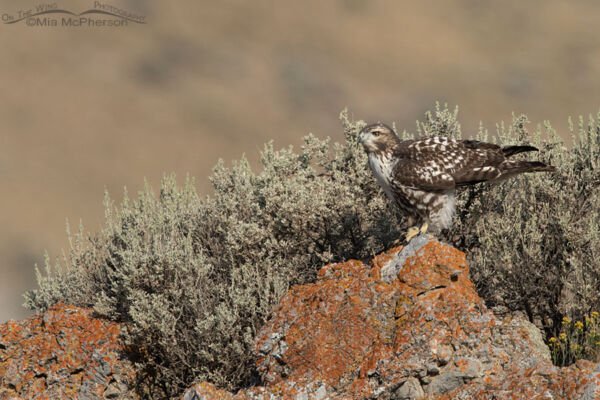 Immature light morph Red-tailed Hawk rousing on lichen covered rocks ...