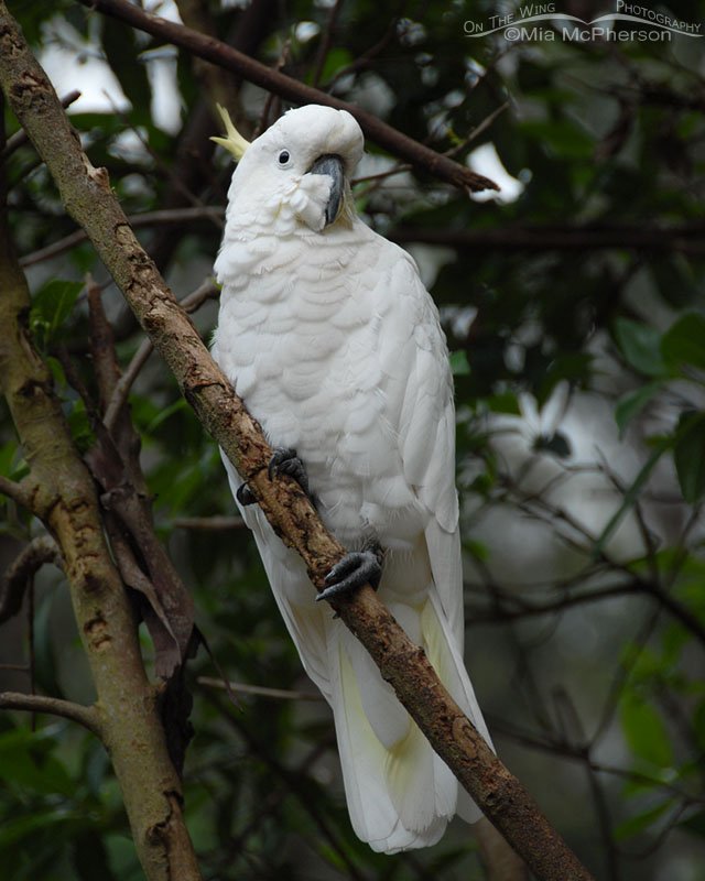 Sulphur-crested Cockatoo outside of Melbourne, Australia – Mia ...