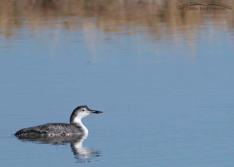 Common Loon floating on the Bear River – Mia McPherson's On The Wing ...