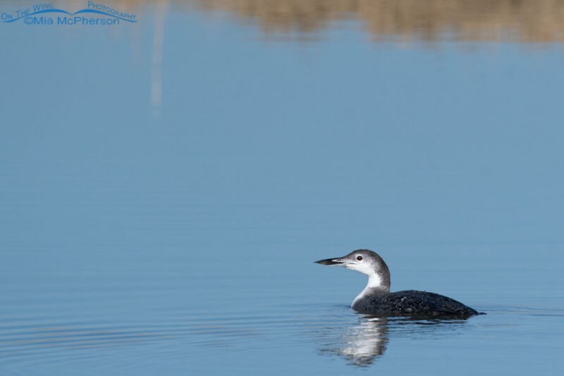 Migrating Common Loon on the Bear River – Mia McPherson's On The Wing ...