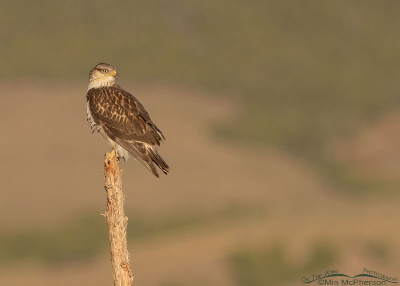 Ferruginous Hawk Images - Mia McPherson's On The Wing Photography