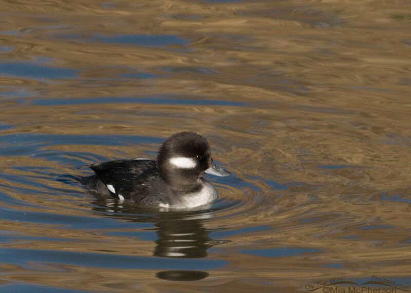 Female Bufflehead – Mia McPherson's On The Wing Photography
