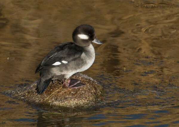 Female Bufflehead standing on rock – Mia McPherson's On The Wing ...