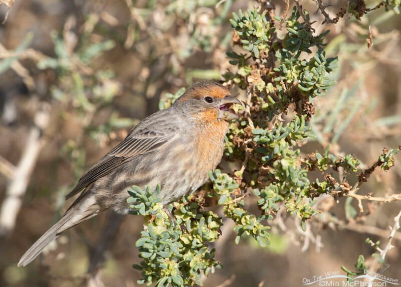Orange Variant Male House Finch Photos - Mia McPherson's On The Wing ...
