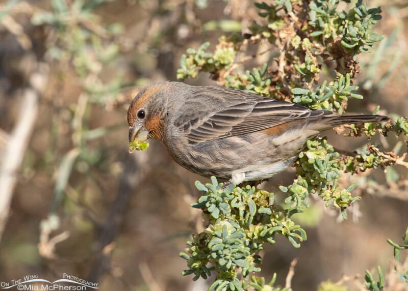 Orange Variant Male House Finch Photos - Mia McPherson's On The Wing ...