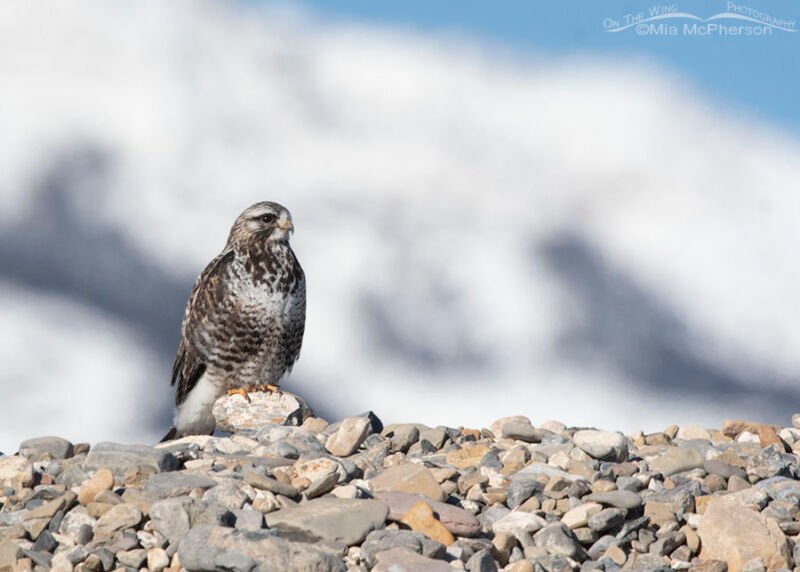 Adult male light morph Rough-legged Hawk in winter – Mia McPherson's On ...