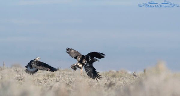 Common Raven Images – Mia McPherson's On The Wing Photography