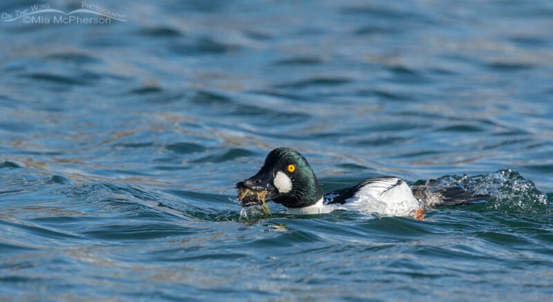 Common Goldeneye drake with a Christmas crayfish – Mia McPherson's On ...