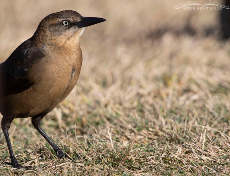 Female Great-tailed Grackle close up – Mia McPherson's On The Wing ...