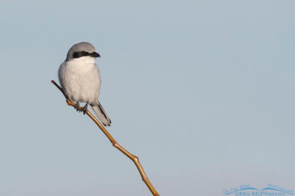 Loggerhead Shrikes – Mia McPherson's On The Wing Photography