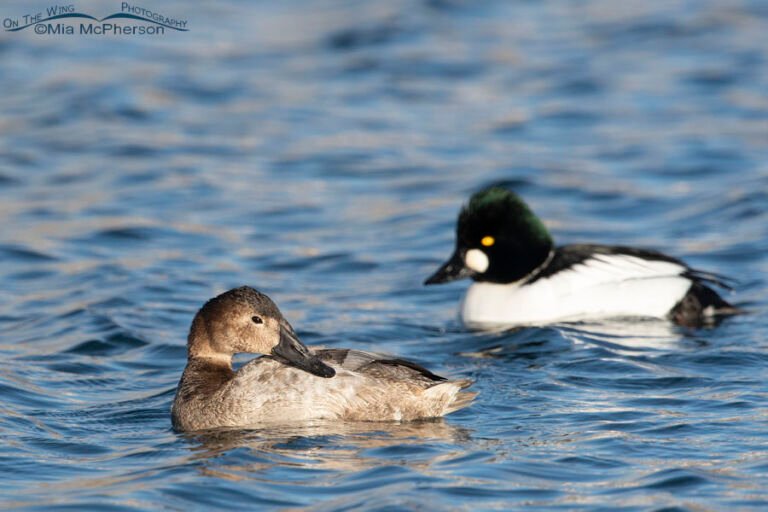 Six Canvasback Hen Photos - Mia McPherson's On The Wing Photography