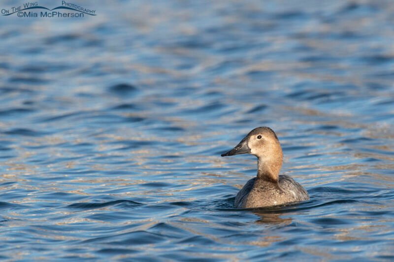 Six Canvasback Hen Photos - Mia McPherson's On The Wing Photography