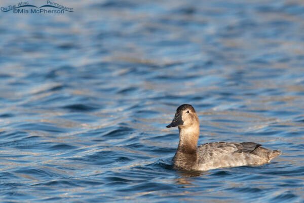 Adult female Canvasback on a winter day – On The Wing Photography