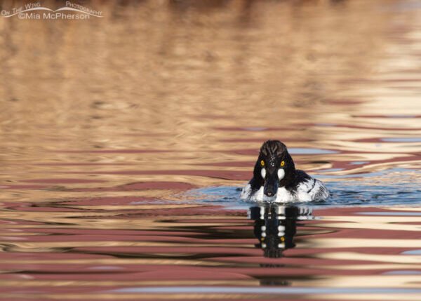 Immature Common Goldeneye drake and his reflection – Mia McPherson's On ...