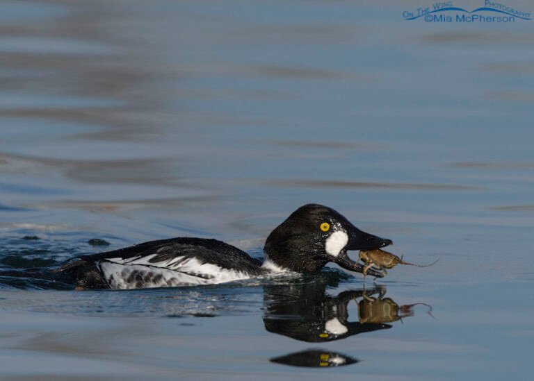 1st Winter Common Goldeneye Drake With A Crawdad - Mia McPherson's On ...