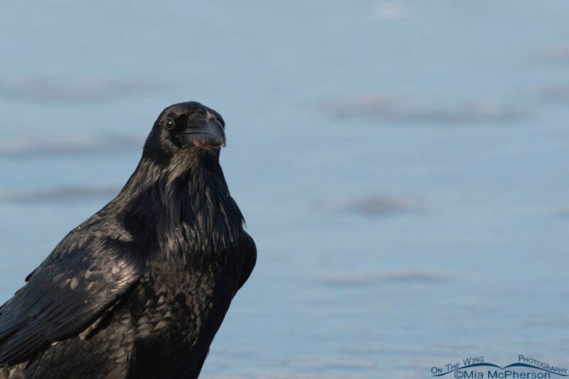 Common Raven Images – Mia McPherson's On The Wing Photography