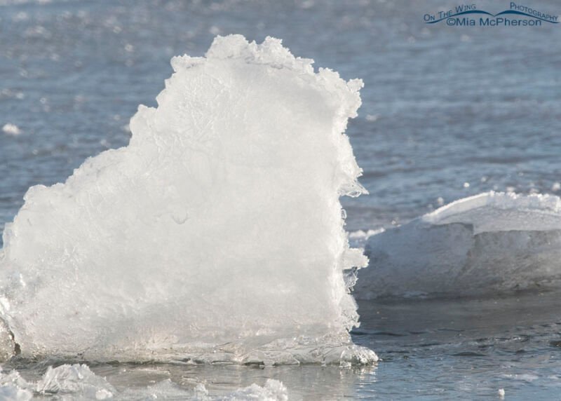 Frosty chunk of ice – Mia McPherson's On The Wing Photography