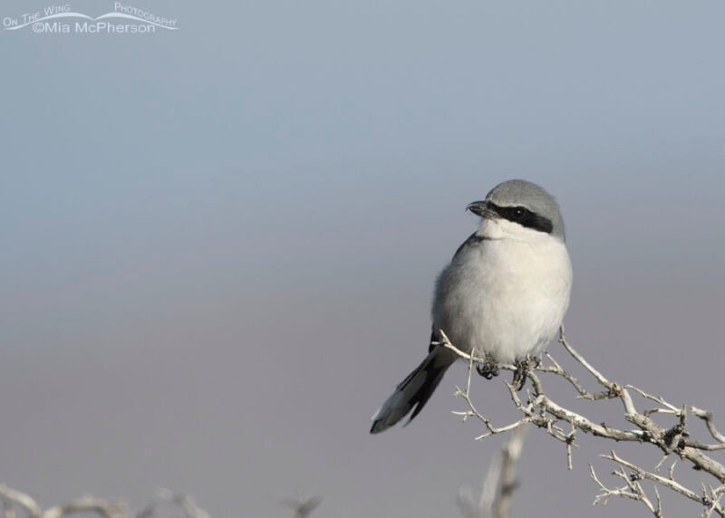 Loggerhead Shrikes – Mia McPherson's On The Wing Photography