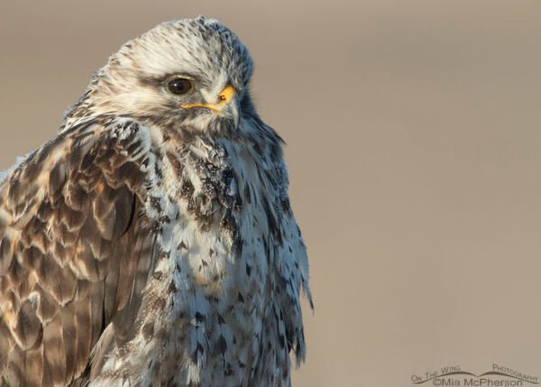 Frosted adult male Rough-legged Hawk portrait – Mia McPherson's On The ...