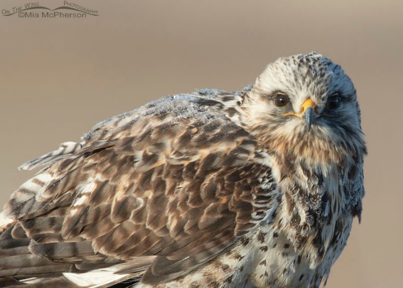 Rough-legged Hawk male with frost on his back – Mia McPherson's On The ...