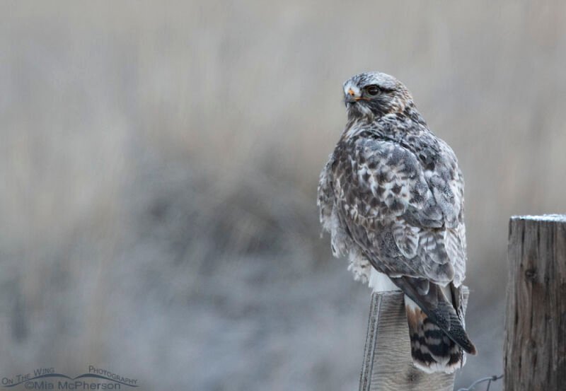 Adult Male Rough-legged Hawk In Early Morning Light - Mia McPherson's ...
