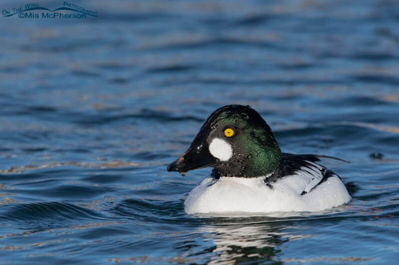Close up drake Common Goldeneye profile – Mia McPherson's On The Wing ...