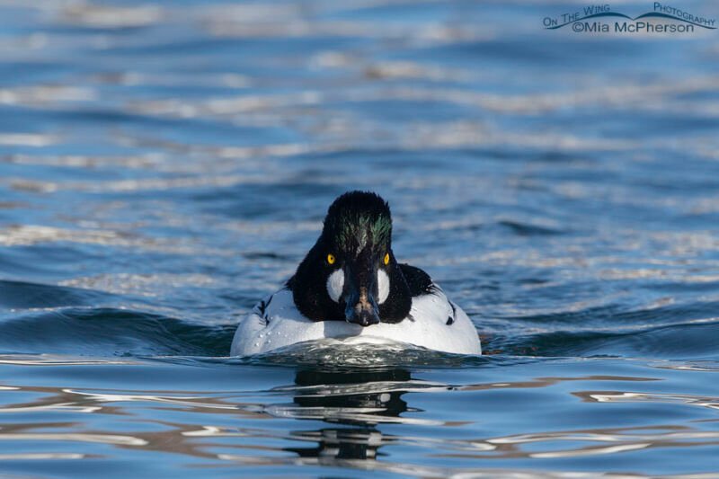Head on drake Common Goldeneye close up – Mia McPherson's On The Wing ...