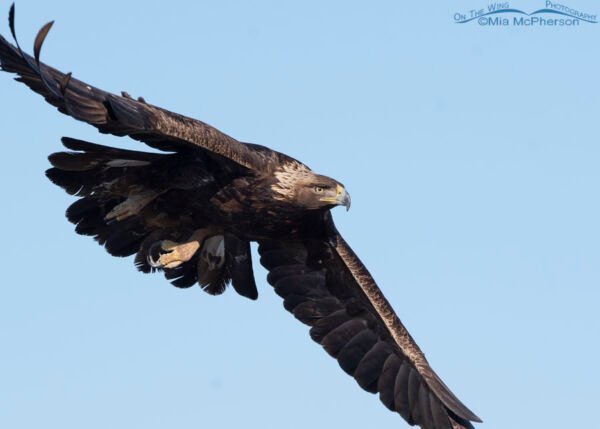 The Golden Eagle – Utah’s Official State Bird Of Prey - Mia McPherson's ...