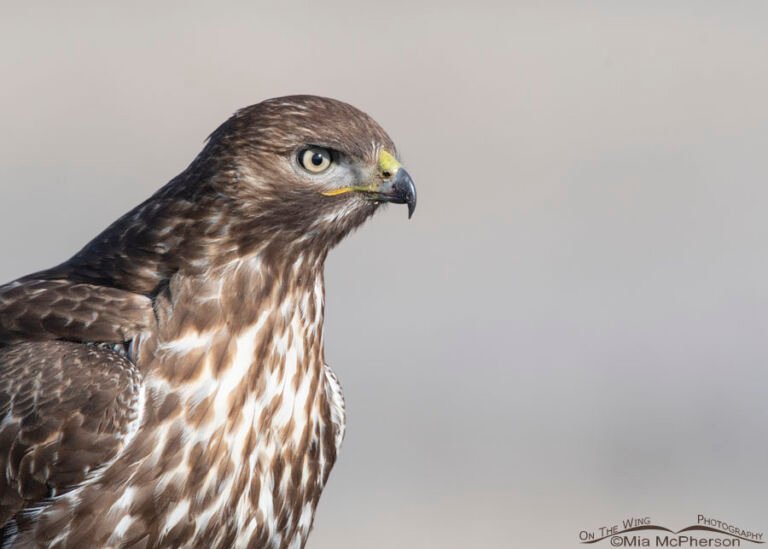 Four Immature Red-tailed Hawk Portraits - Mia McPherson's On The Wing ...