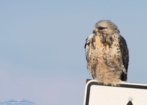 Light Morph Male Rough-legged Hawk Winter Site Fidelity - Mia McPherson ...