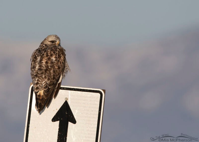 Light morph adult male Rough-legged Hawk on a one way sign – Mia ...