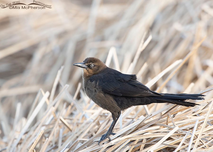Female Great-tailed Grackle resting on rushes – Mia McPherson's On The ...
