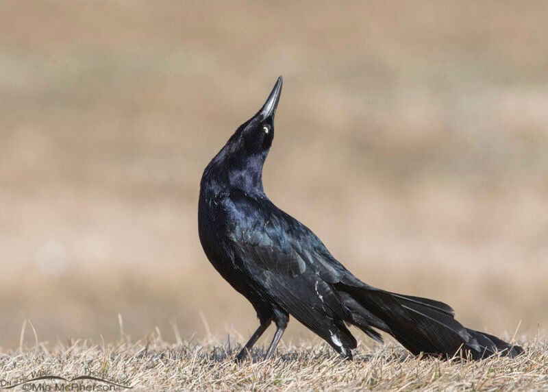Great-tailed Grackle male in a breeding display posture – On The Wing ...