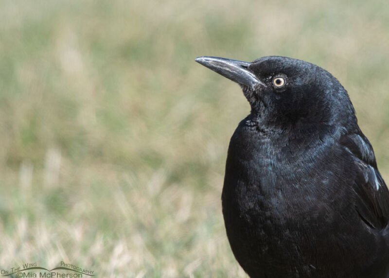 Male Great-tailed Grackle Portraits - Mia McPherson's On The Wing ...