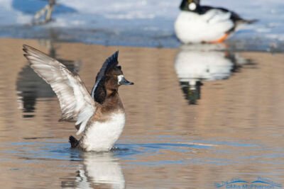 Lesser Scaup hen flapping her wings – On The Wing Photography