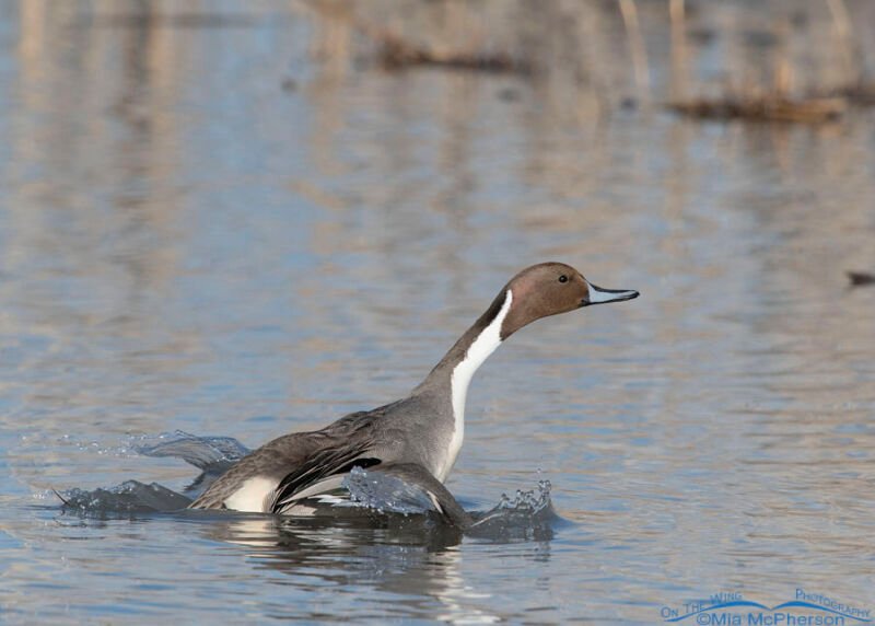 Drake Northern Pintail Lift Off Images - Mia McPherson's On The Wing ...