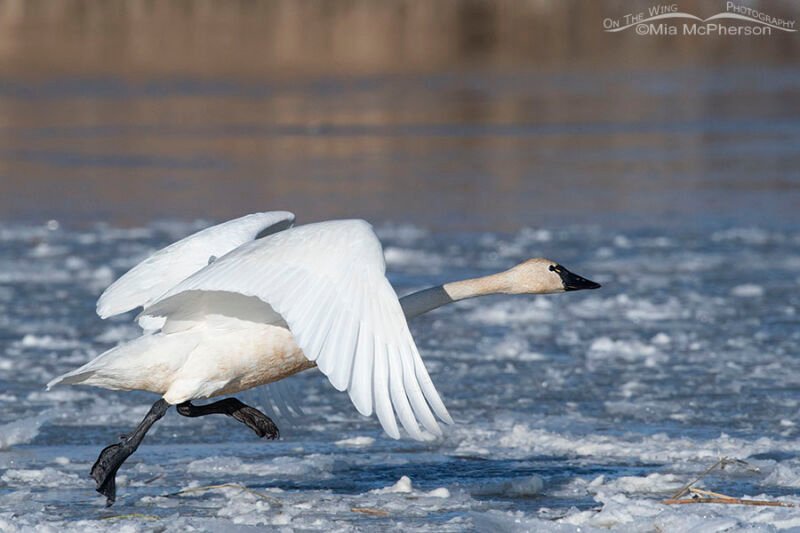 Adult Tundra Swan just prior to lift off – Mia McPherson's On The Wing ...