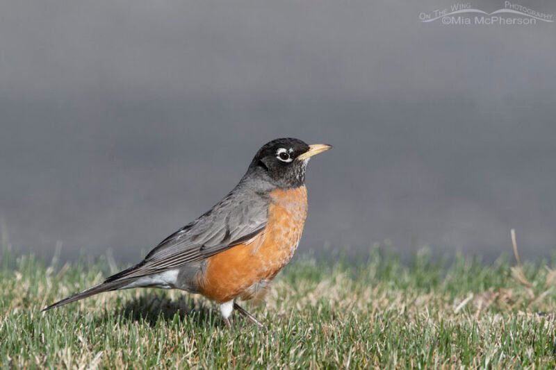 American Robin in an urban park – Mia McPherson's On The Wing Photography
