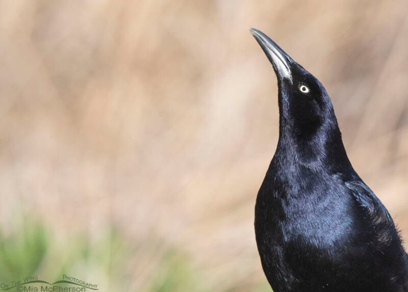 Male Great-tailed Grackle Bill-Up display – Mia McPherson's On The Wing ...