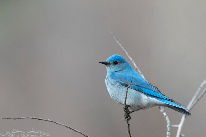 Low light adult male Mountain Bluebird – Mia McPherson's On The Wing ...