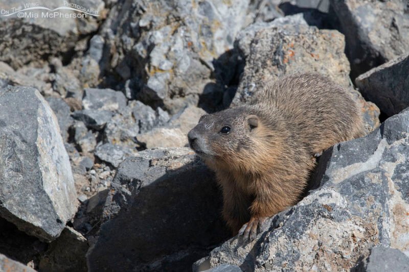 Yellow-bellied Marmot Babies - Mia McPherson's On The Wing Photography