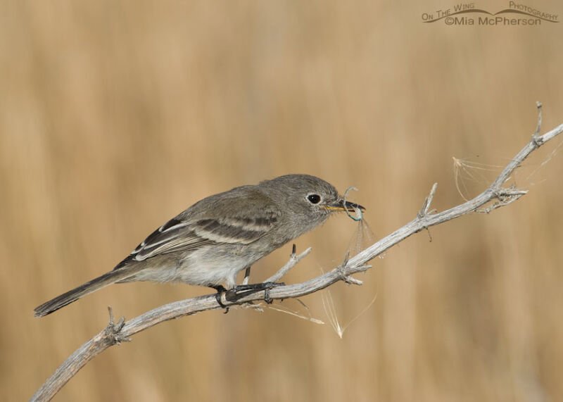 Gray Flycatcher with Damselfly – Mia McPherson's On The Wing Photography
