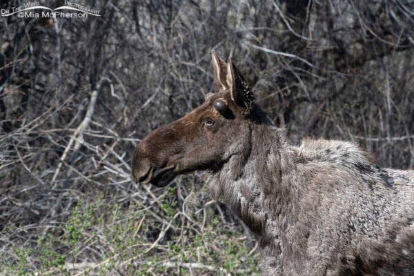 Ghost Moose With A Tick Infestation - Mia McPherson's On The Wing ...
