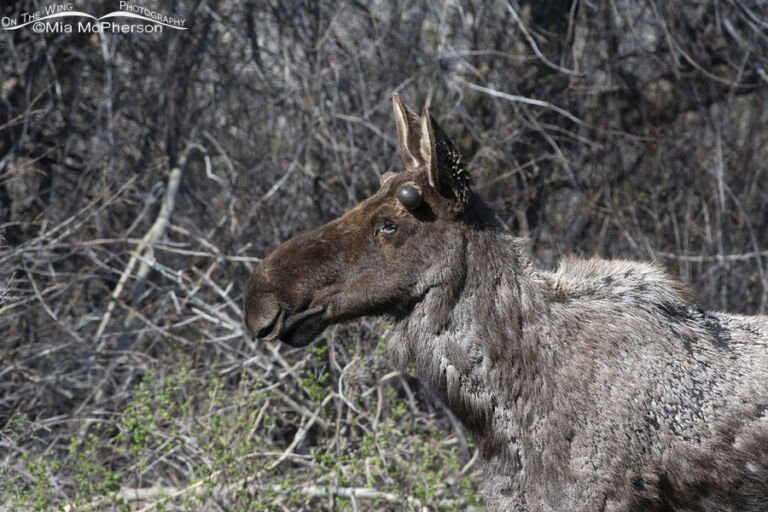 Ghost Moose With A Tick Infestation - Mia McPherson's On The Wing ...