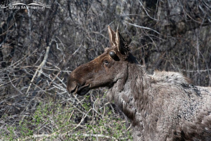 Ghost Moose – Bull Moose with a tick infestation – Mia McPherson's On ...