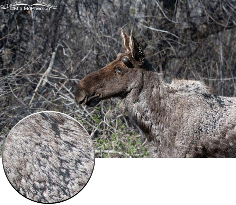 Ghost Moose With A Tick Infestation - Mia McPherson's On The Wing ...