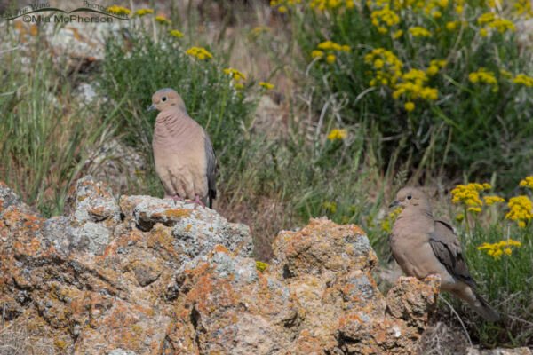 Mourning Doves – Mia McPherson's On The Wing Photography