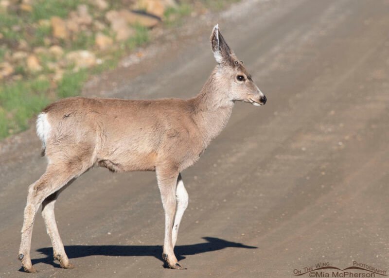 Yearling Mule Deer Buck In The Wasatch Mountains - Mia McPherson's On ...