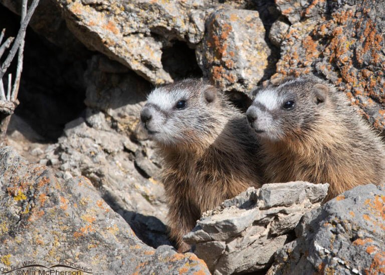 Young Yellow-bellied Marmot Pup Portraits - Mia McPherson's On The Wing ...