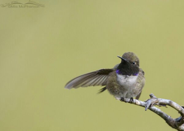 Male Black-chinned Hummingbird stretching his right wing – Mia ...